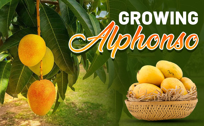How Long Mango Tree Bear Fruit DerivBinary